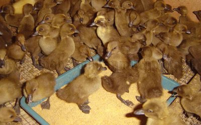 Harga DOC – DOD – Pullet Hari Ini | Ardhi Borneo Gemilang